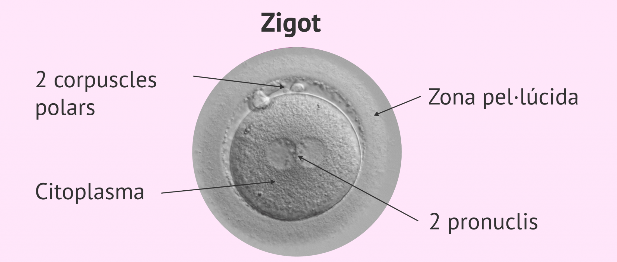 Estructura d'un zigot
